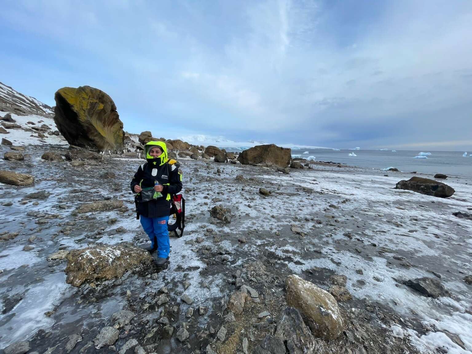 Estudio reconstruye la historia evolutiva del único insecto alado ...