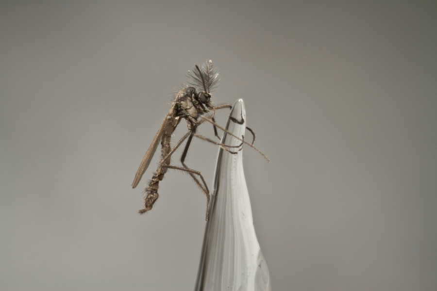 Estudio reconstruye la historia evolutiva del único insecto alado ...