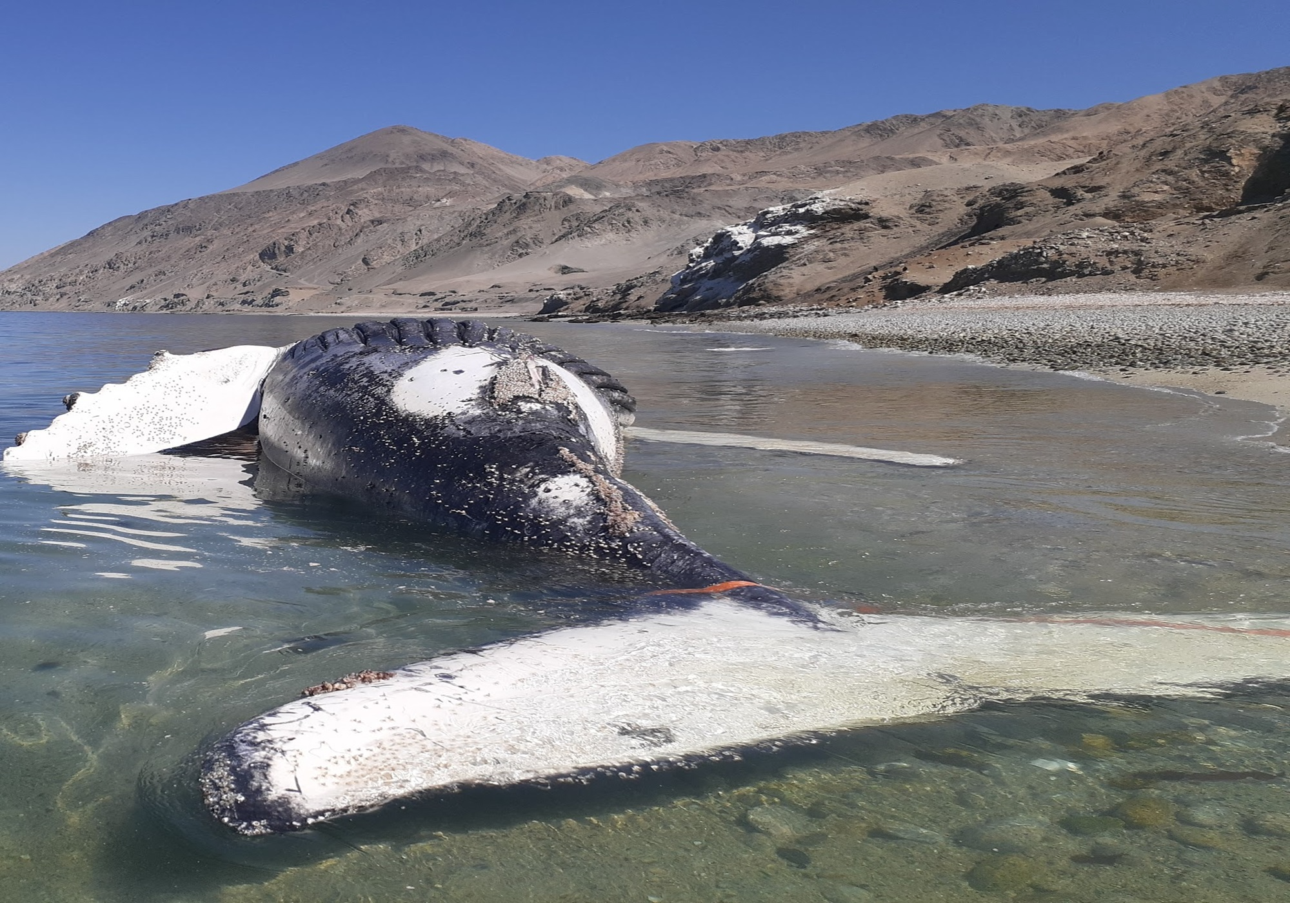 Alta mortalidad de ballenas en Chile por colisiones con barcos: Piden ...
